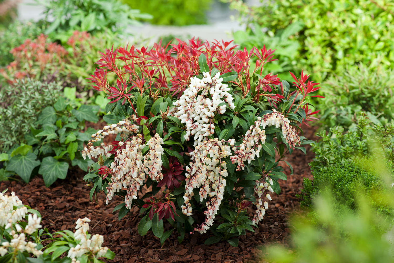 Pieris japonica 'Mountain Fire' - Felsenheide online kaufen - PlantBezorgd