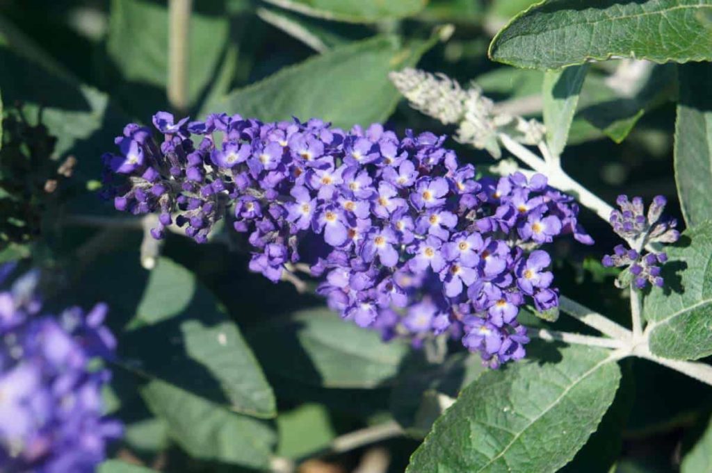 Buddleja davidii Free Petite 'Blue Heaven' - Dwergvlinderstruik ...