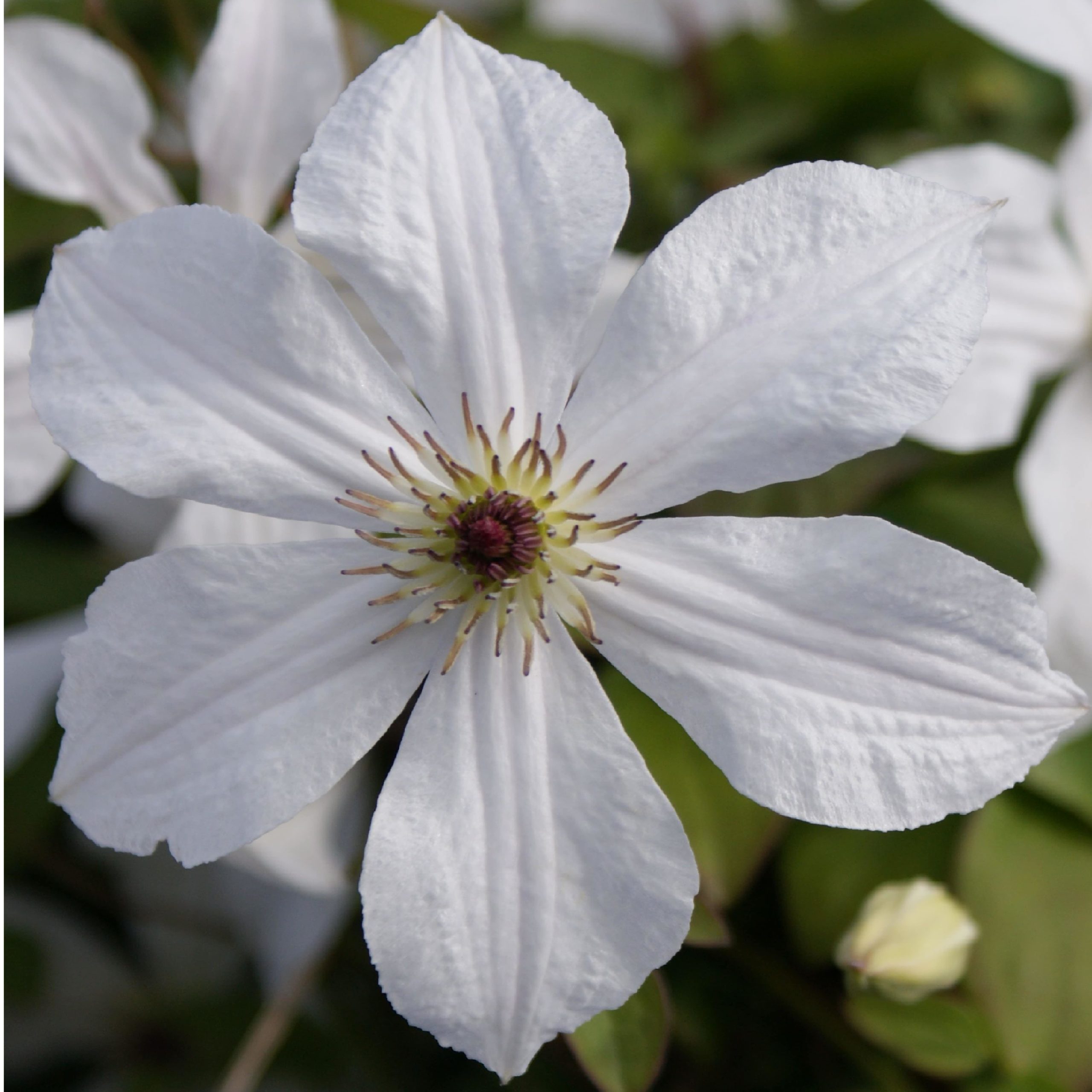 Clematis patens 'Forever Friends´ - Bosrank Online Kopen - PlantBezorgd