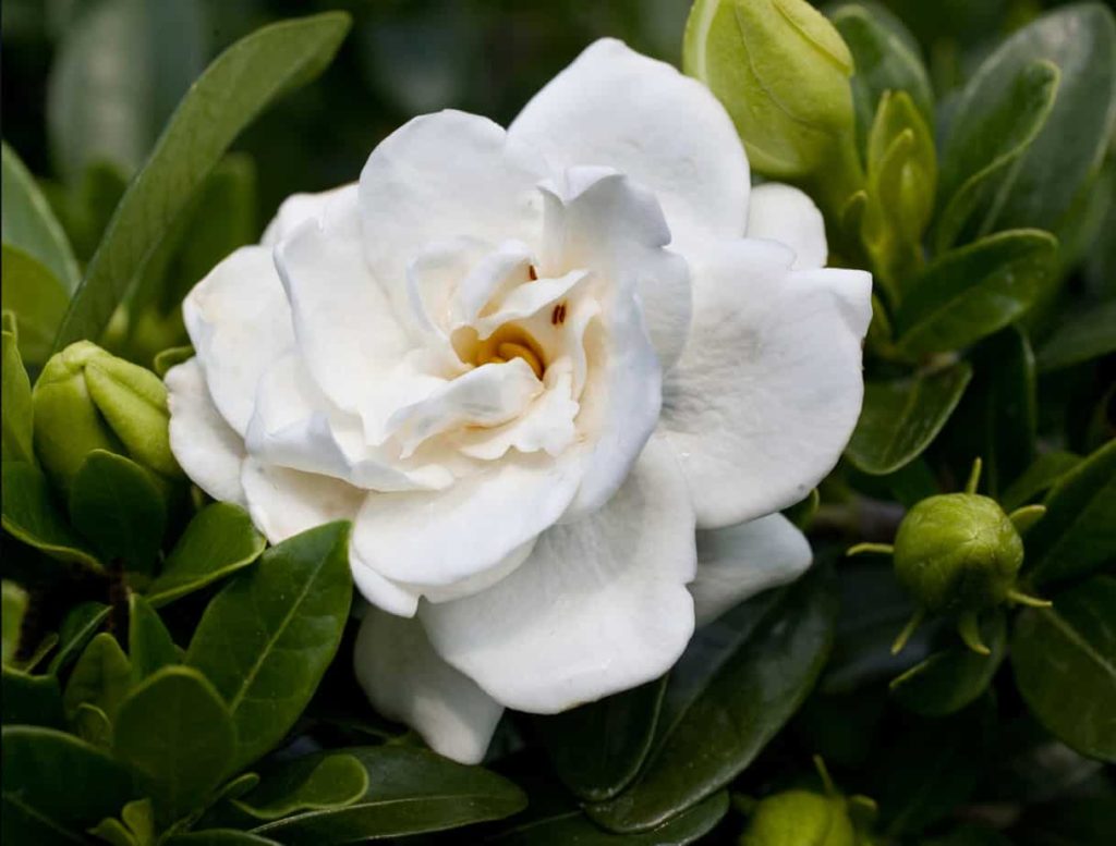 Gardenia jasminoides 'Crown Jewel' - Kaapse Jasmijn Online Kopen ...