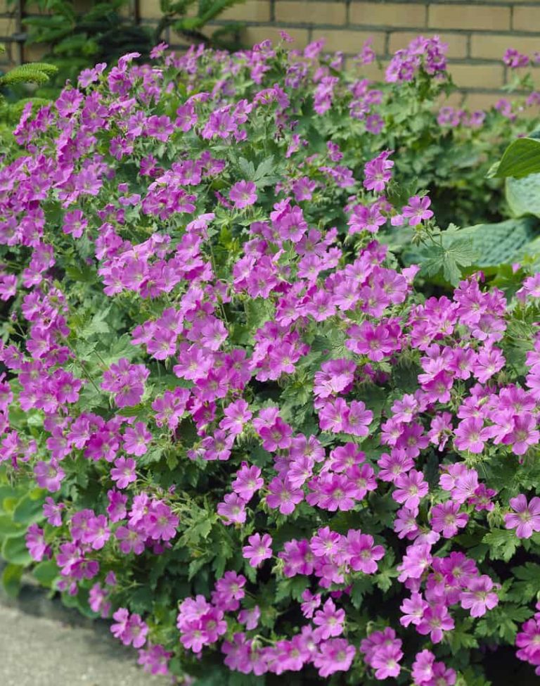 Geranium 'Sirak' - Ooievaarsbek Online Kopen - PlantBezorgd