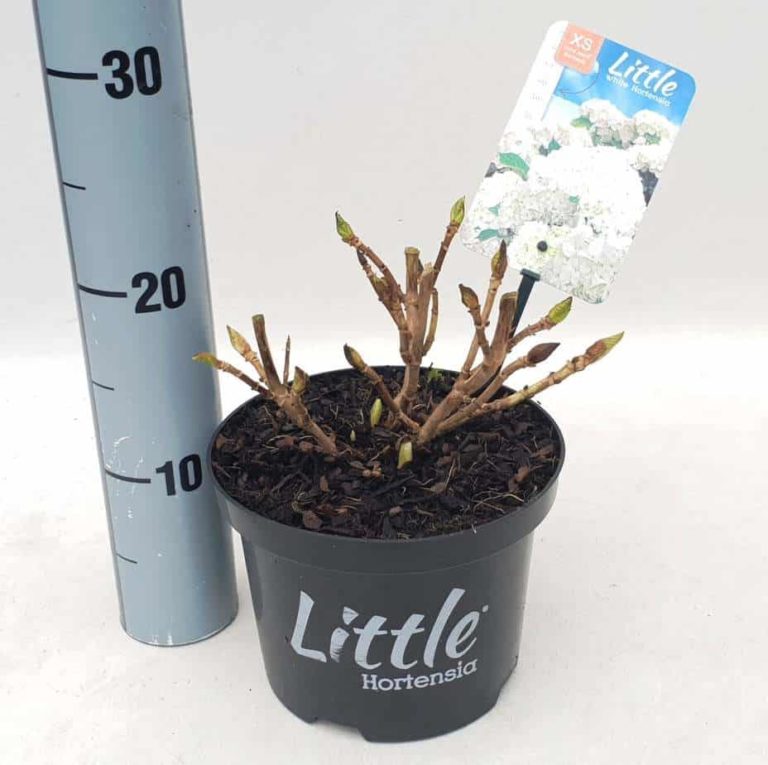 Hydrangea macrophylla 'Little White' - Hortensia Online Kopen ...