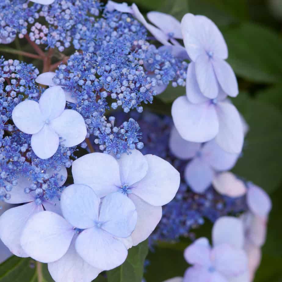 Hydrangea macrophylla 'Endless Summer Pop Star® Blue' - Doorbloeiende ...