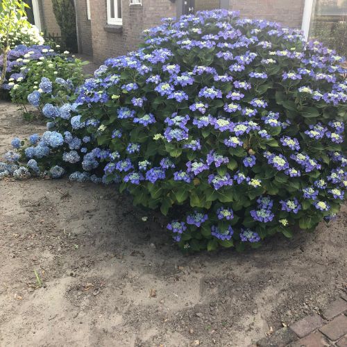 Hydrangea macrophylla 'Teller Blue' (Blue Sky) - Hortensia - PlantBezorgd