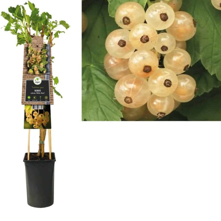 Ribes Rubrum 'White Pearl' - Aalbes - PlantBezorgd