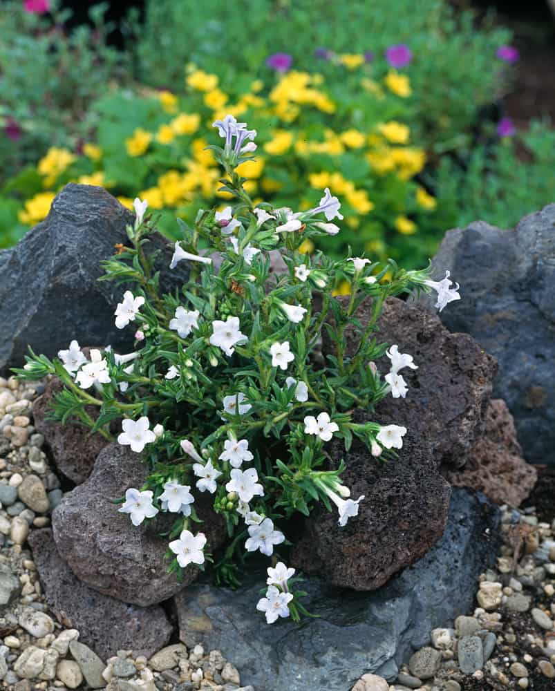 Lithodora diffusa 'Alba' (=Glandora) - Perlenkraut Online Kaufen ...