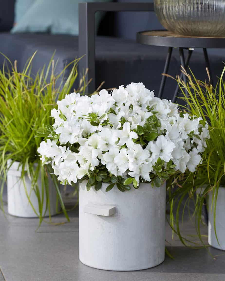 Rhododendron ENCORE® 'Pure White' Julia - Azalea Online Kopen ...