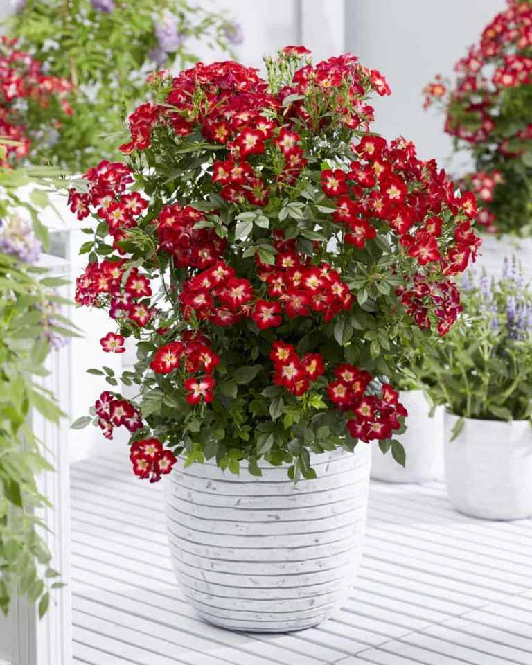 Rosa Everglow Ruby - Roos - PlantBezorgd