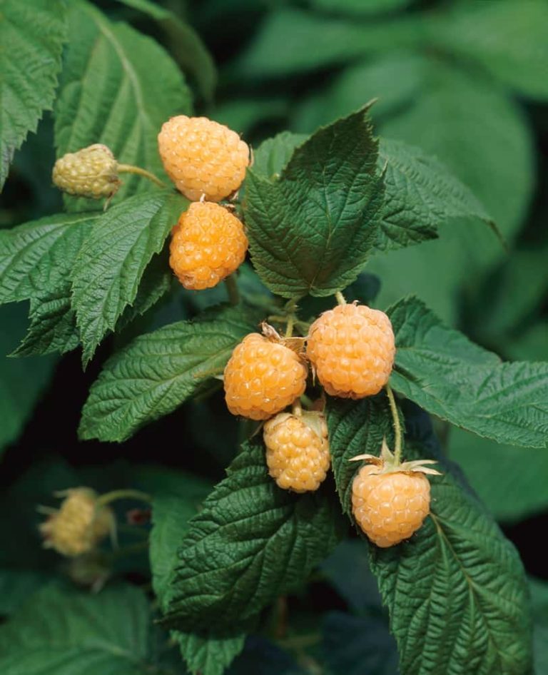 Rubus idaeus 'Fallgold' - Gele Herfstframboos - PlantBezorgd