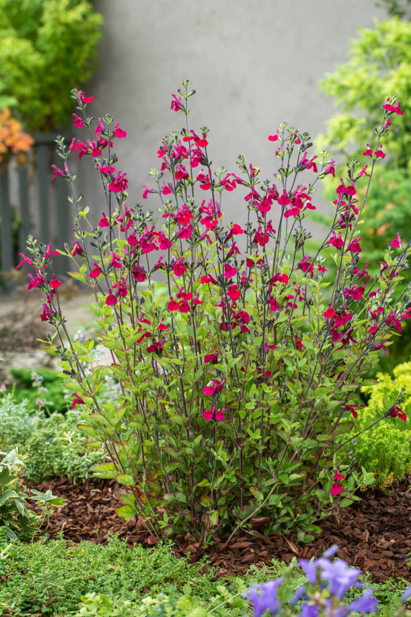 Salvia greggii 'Cherry Lips' - Salie - PlantBezorgd