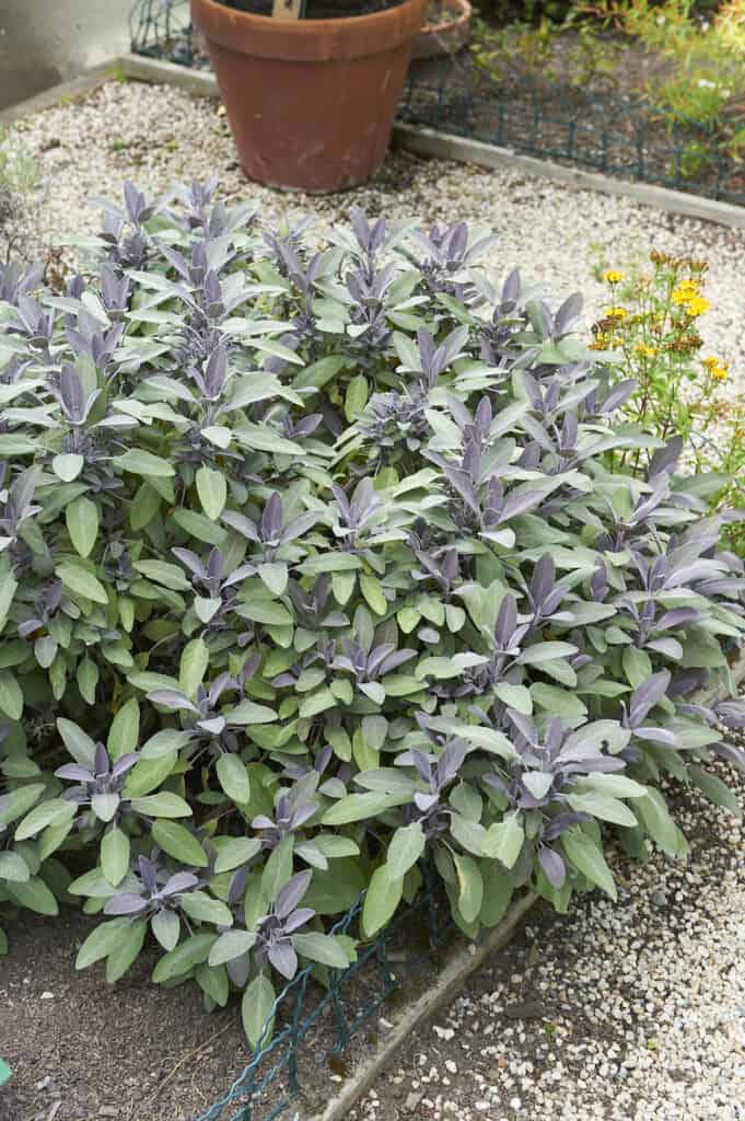 Salvia officinalis ´Purpurascens´ - Echte Salie - PlantBezorgd