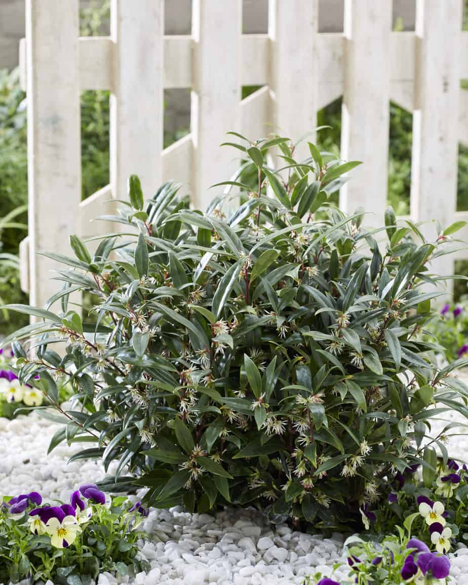 Sarcococca hookeriana ´Purple Gem´ - Vleesbes Online Kopen - PlantBezorgd