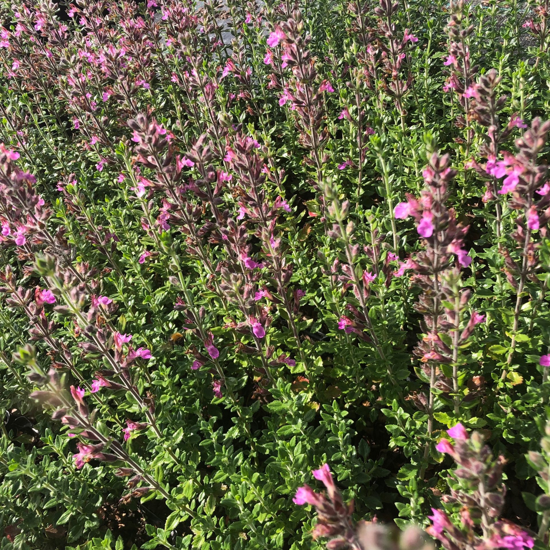 Teucrium lucidrys - Gamander Online Kopen - PlantBezorgd