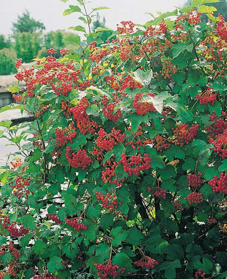 Viburnum opulus 'Compactum' - Gelderse Roos - PlantBezorgd
