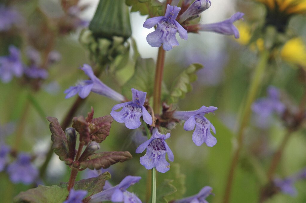 Glechoma hederacea - Hondsraf - PlantBezorgd