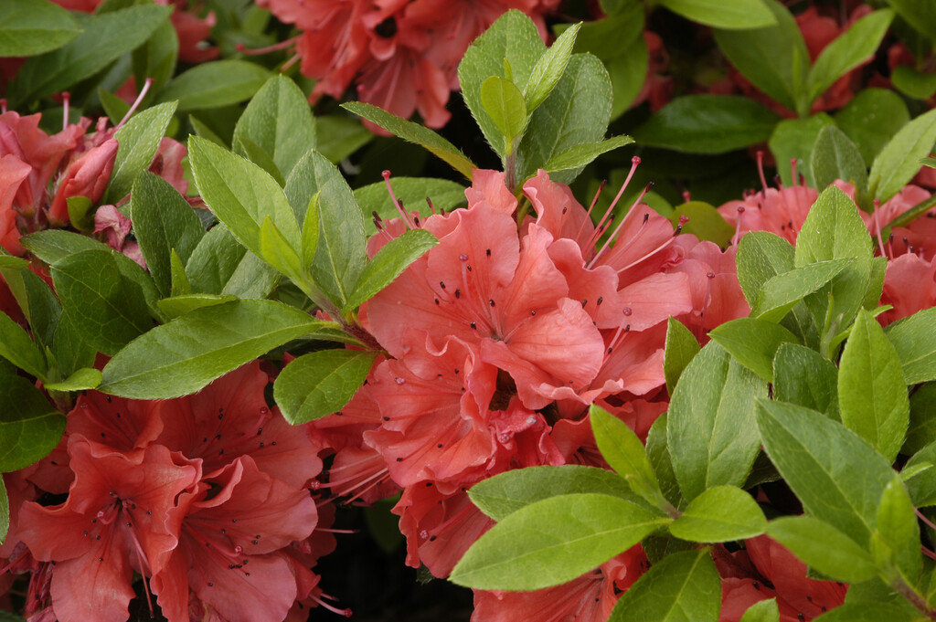 Rhododendron 'Geisha Orange' - Japanse Azalea Online Kopen - PlantBezorgd
