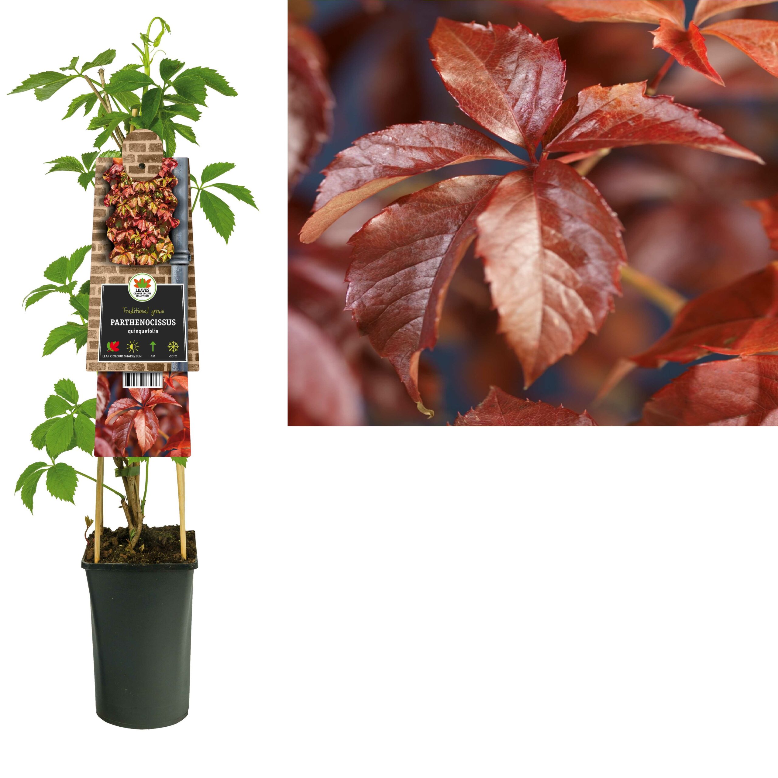 Parthenocissus quinquefolia - Wilde Wingerd - PlantBezorgd