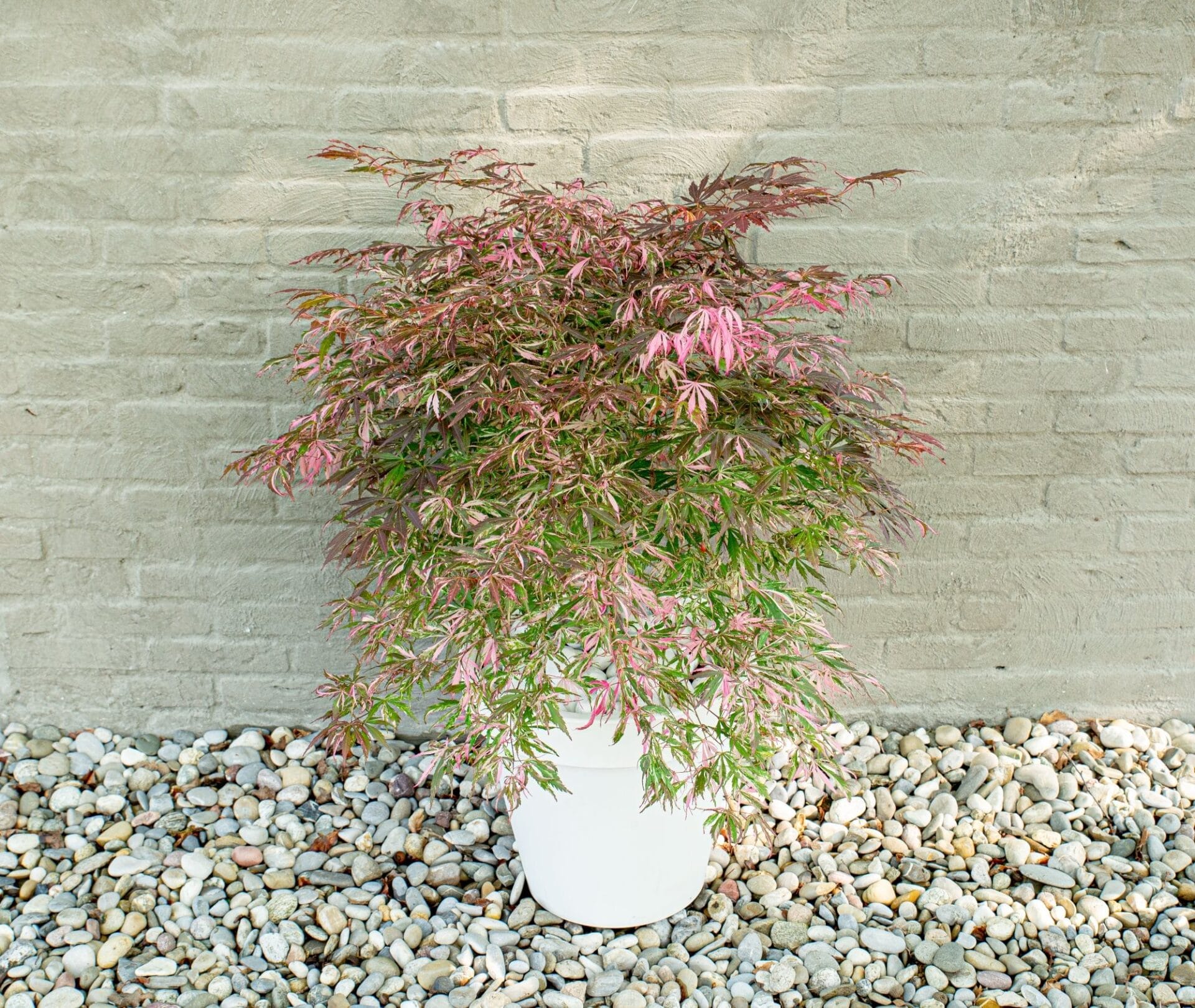 Acer palmatum 'Extravaganza' - Japanse Esdoorn Online Kopen - PlantBezorgd