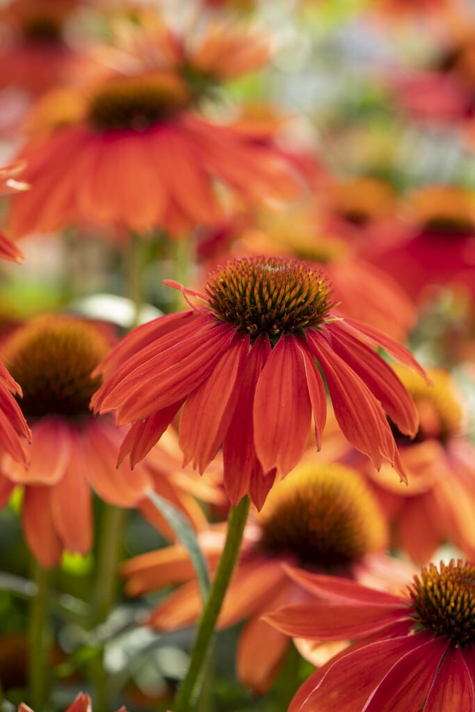 Echinacea Purpurea 'Lakota Red' - Sonnenblume Online Kaufen ...