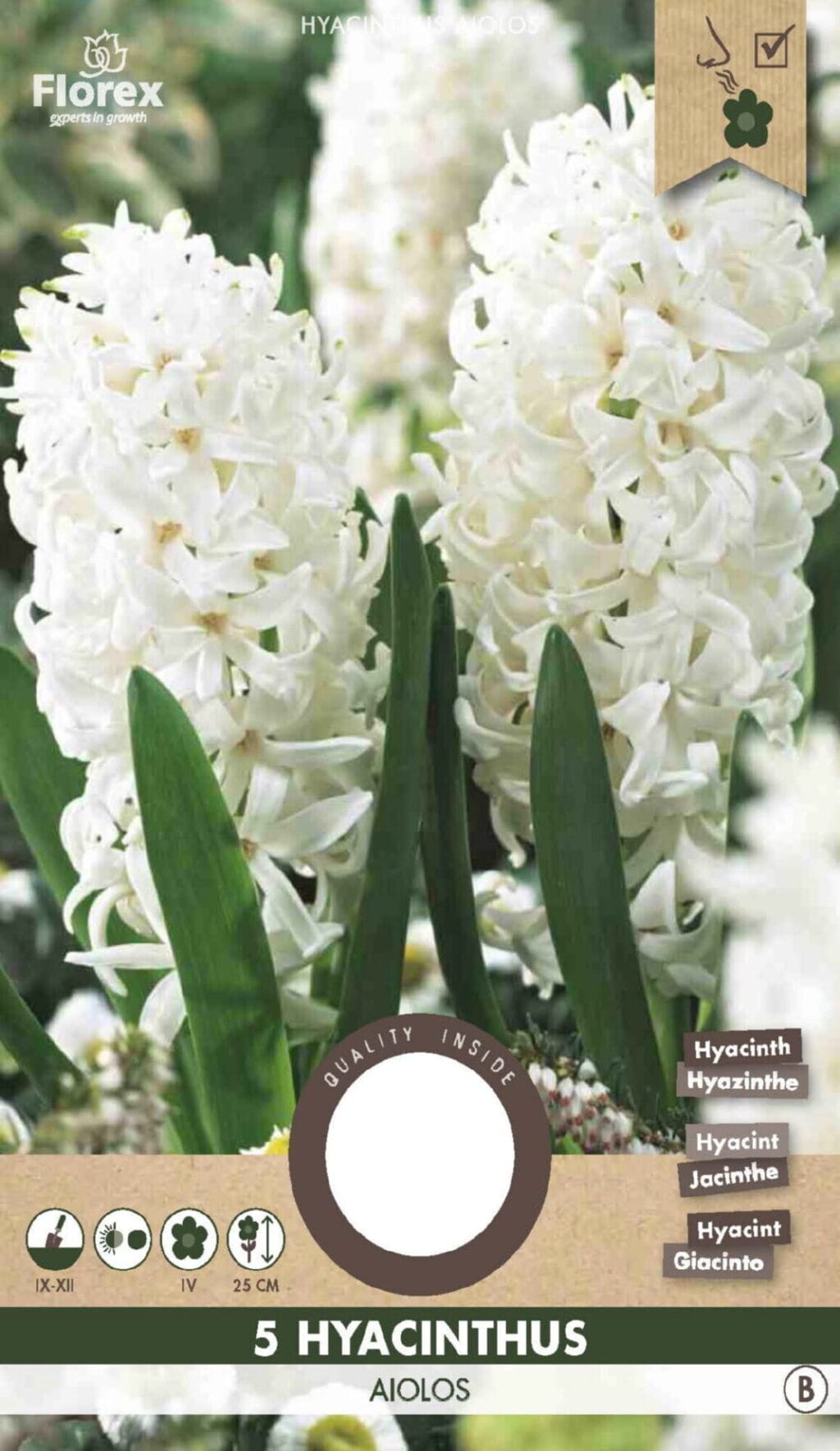 Hyacinth Aiolos White - set van 5 bloembollen Online Kopen - PlantBezorgd