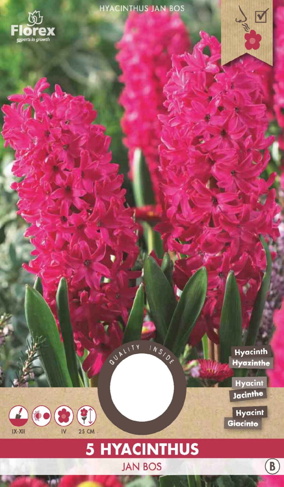 Hyacinth Jan Bos - set van 5 bloembollen Online Kopen - PlantBezorgd