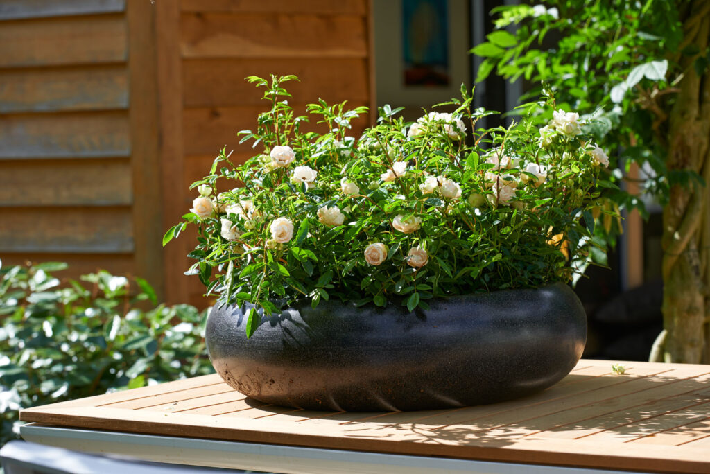 Rosa (F) 'Sweet Romanza' - Struikroos Online Kopen - PlantBezorgd