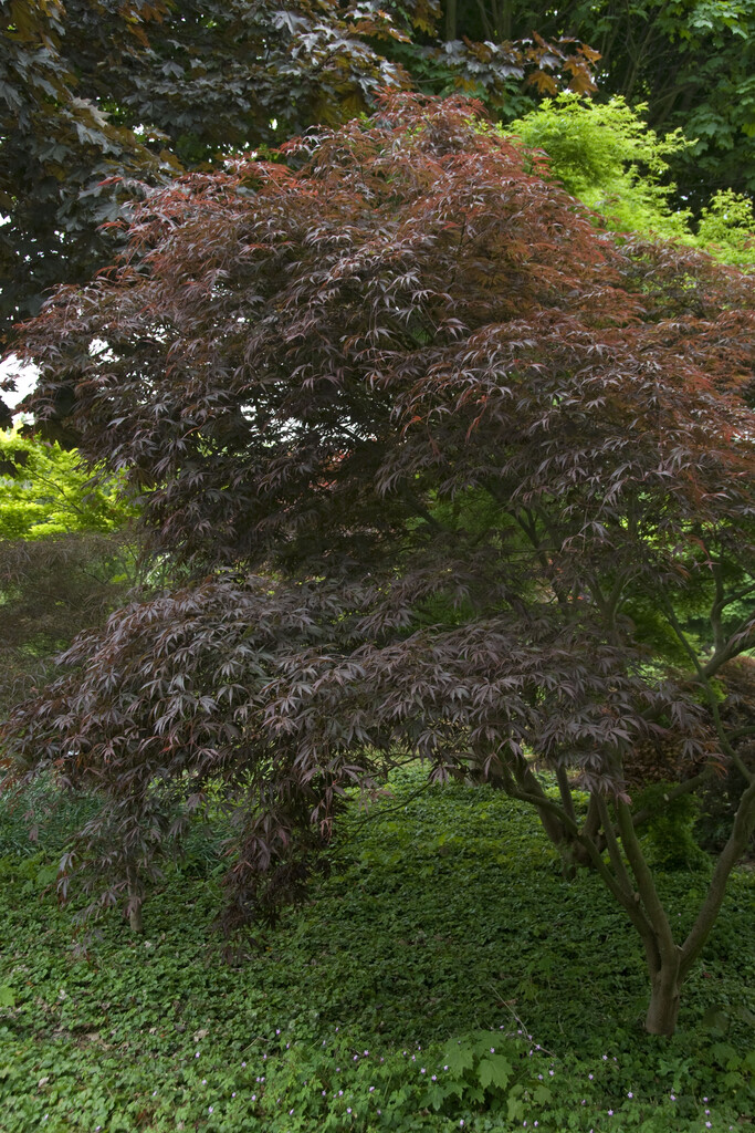 Acer palmatum 'Trompenburg' - Japanse Esdoorn Online Kopen - PlantBezorgd