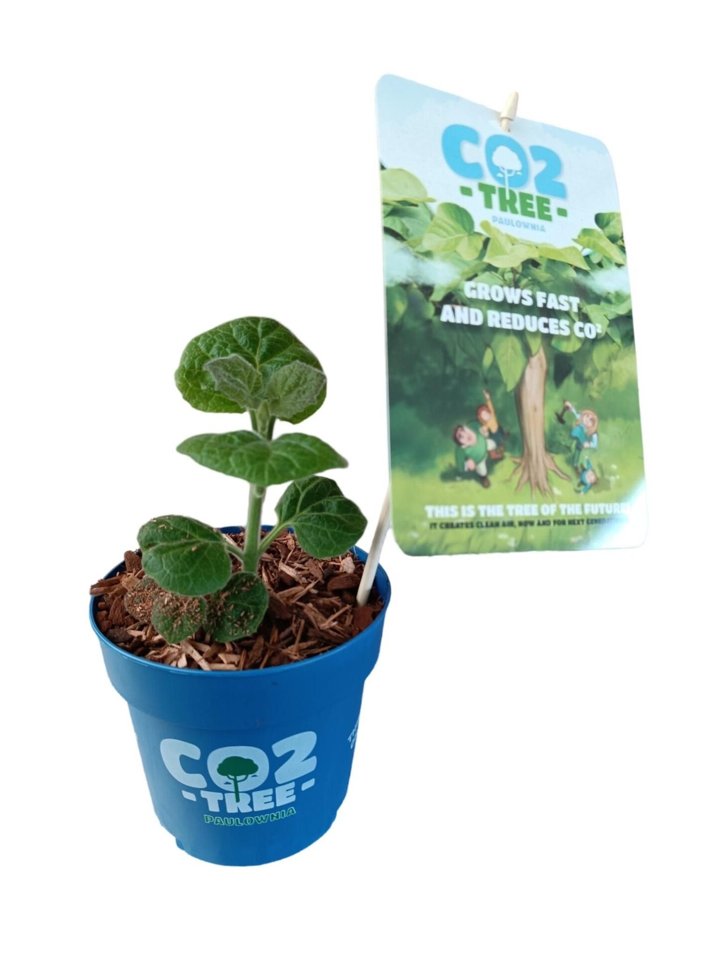 Paulownia Elongata 'Futuro' - Keizersboom (=C02 Tree) Online Kopen - PlantBezorgd