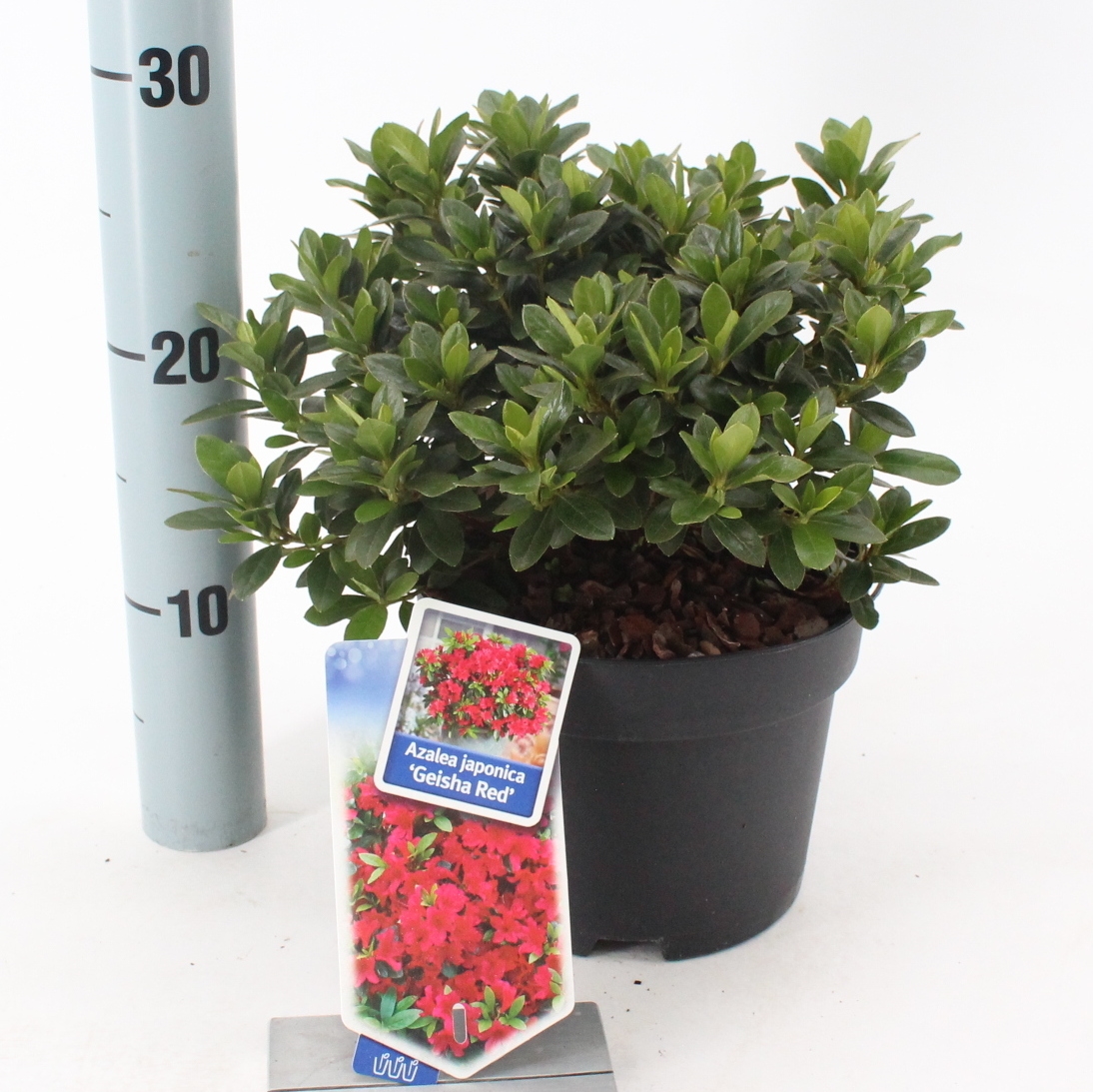 Rhododendron 'Geisha Red' - Japanse Azalea Online Kopen - PlantBezorgd