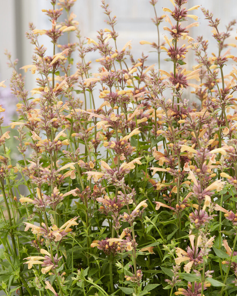 Agastache 'Mango Tango' - Dropplant Online Kopen - PlantBezorgd