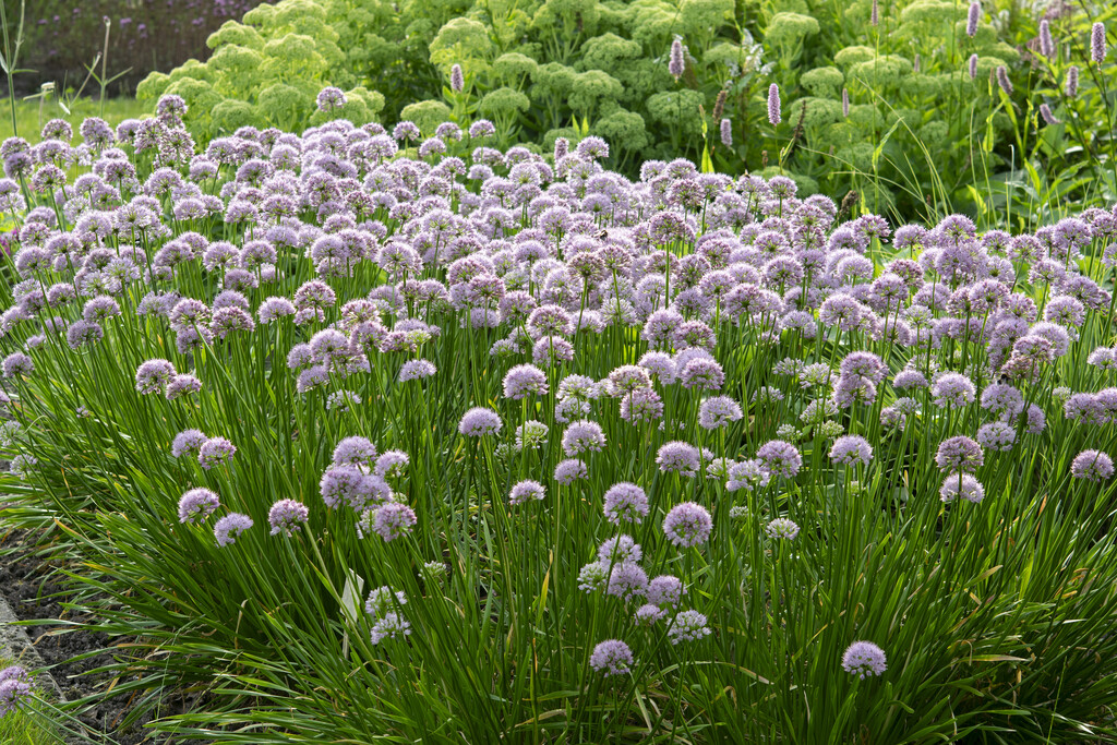 Allium 'Millenium' - Sierui Online Kopen - PlantBezorgd