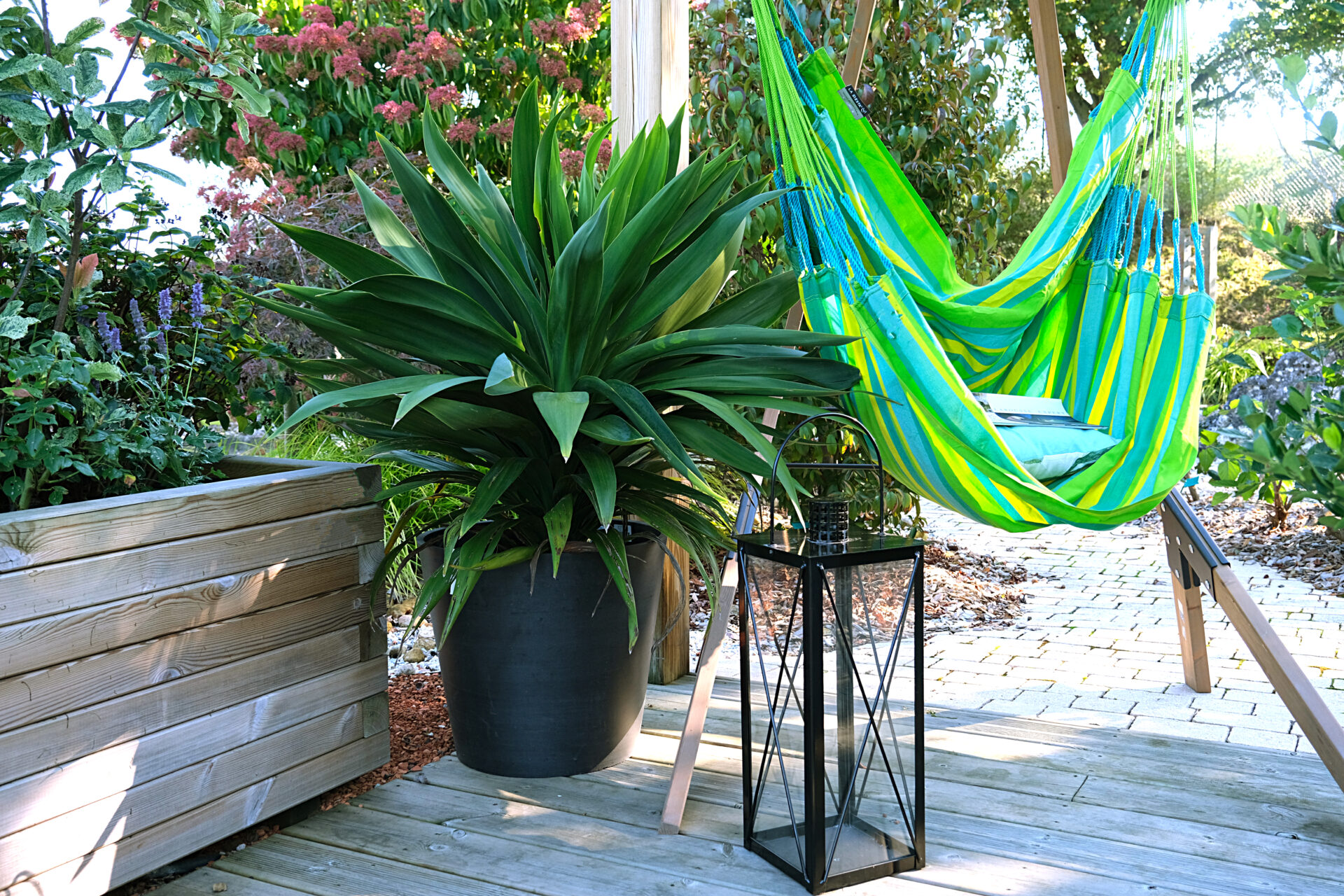 Cordyline australis 'Emerald Star' - Koolpalm Online Kopen - PlantBezorgd