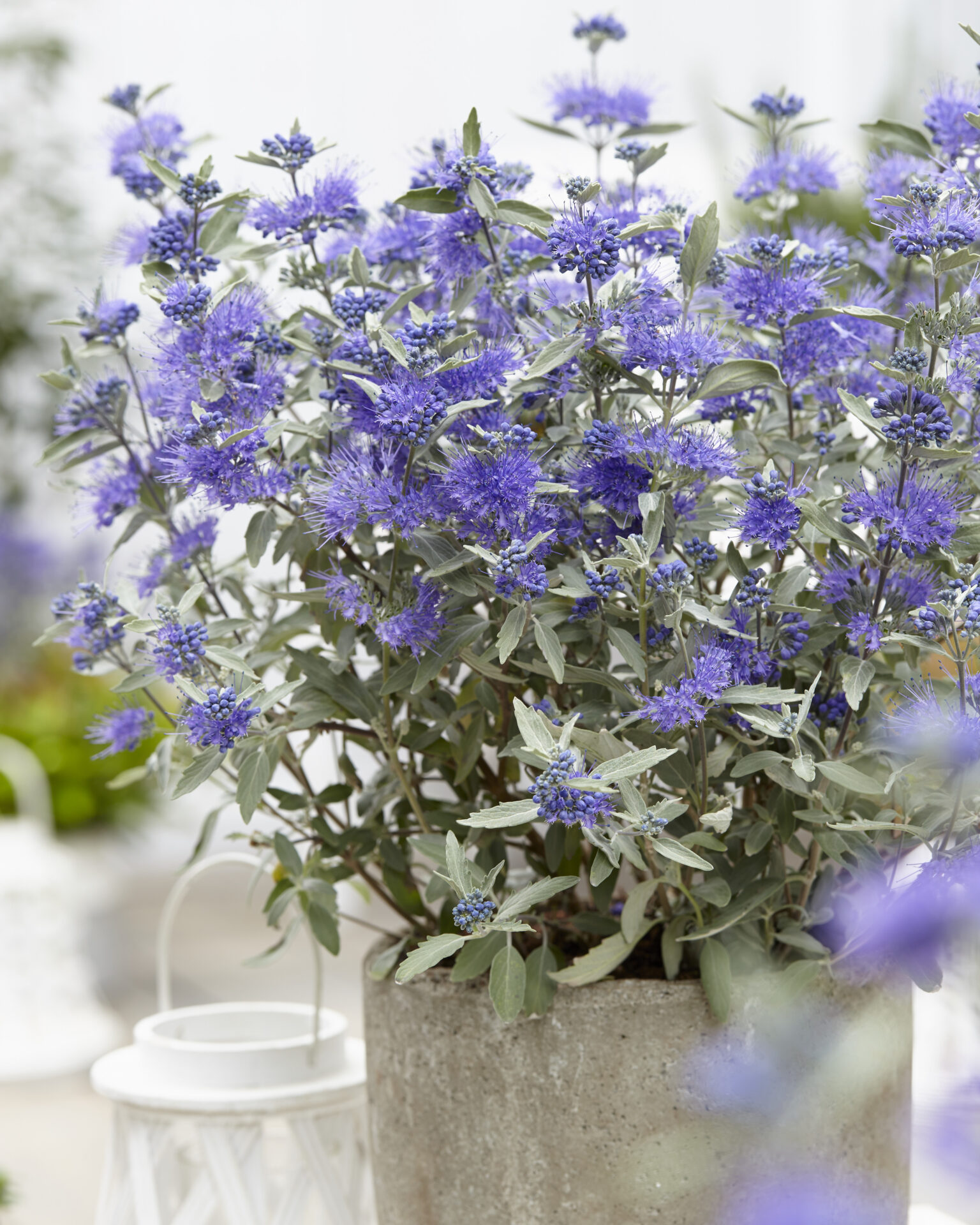 Caryopteris clandonensis 'Sterling Silver' - Blauwe Spiraea Online ...