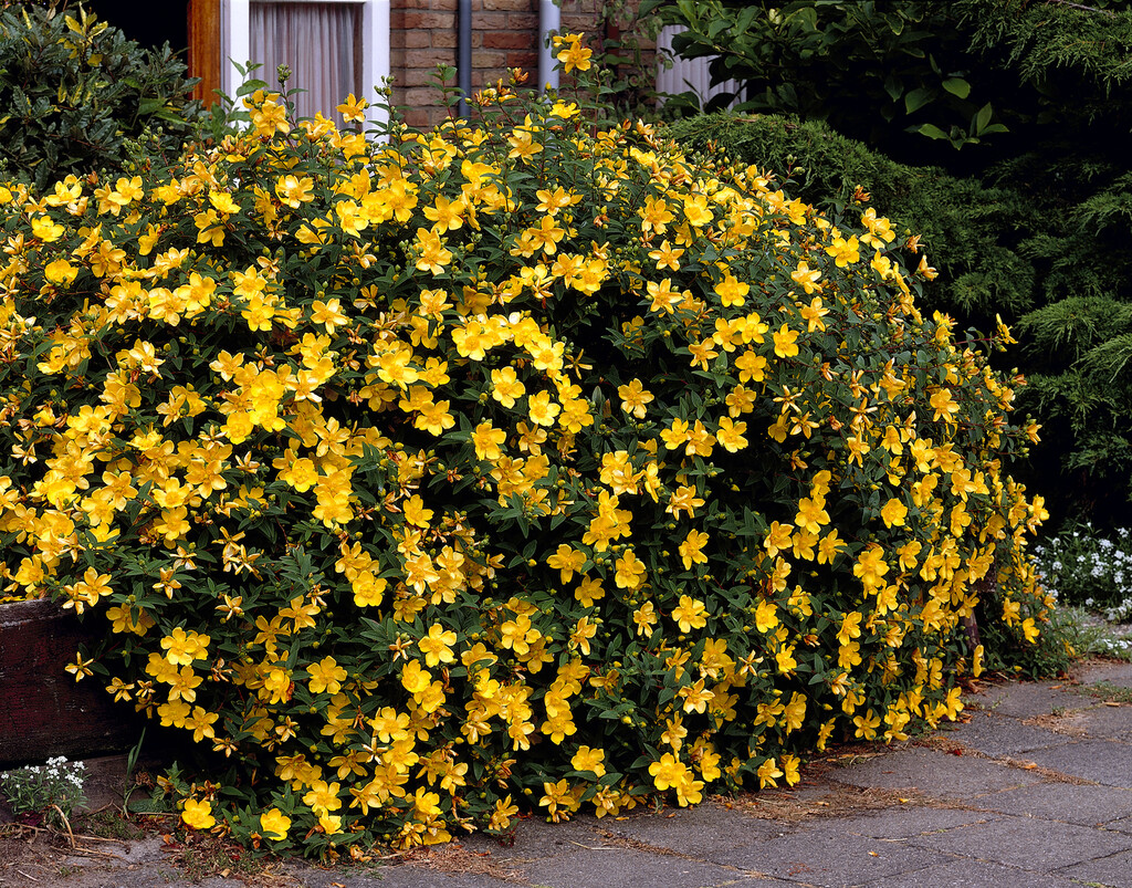 Hypericum Hidcote - Herfsthooi Online Kopen - PlantBezorgd