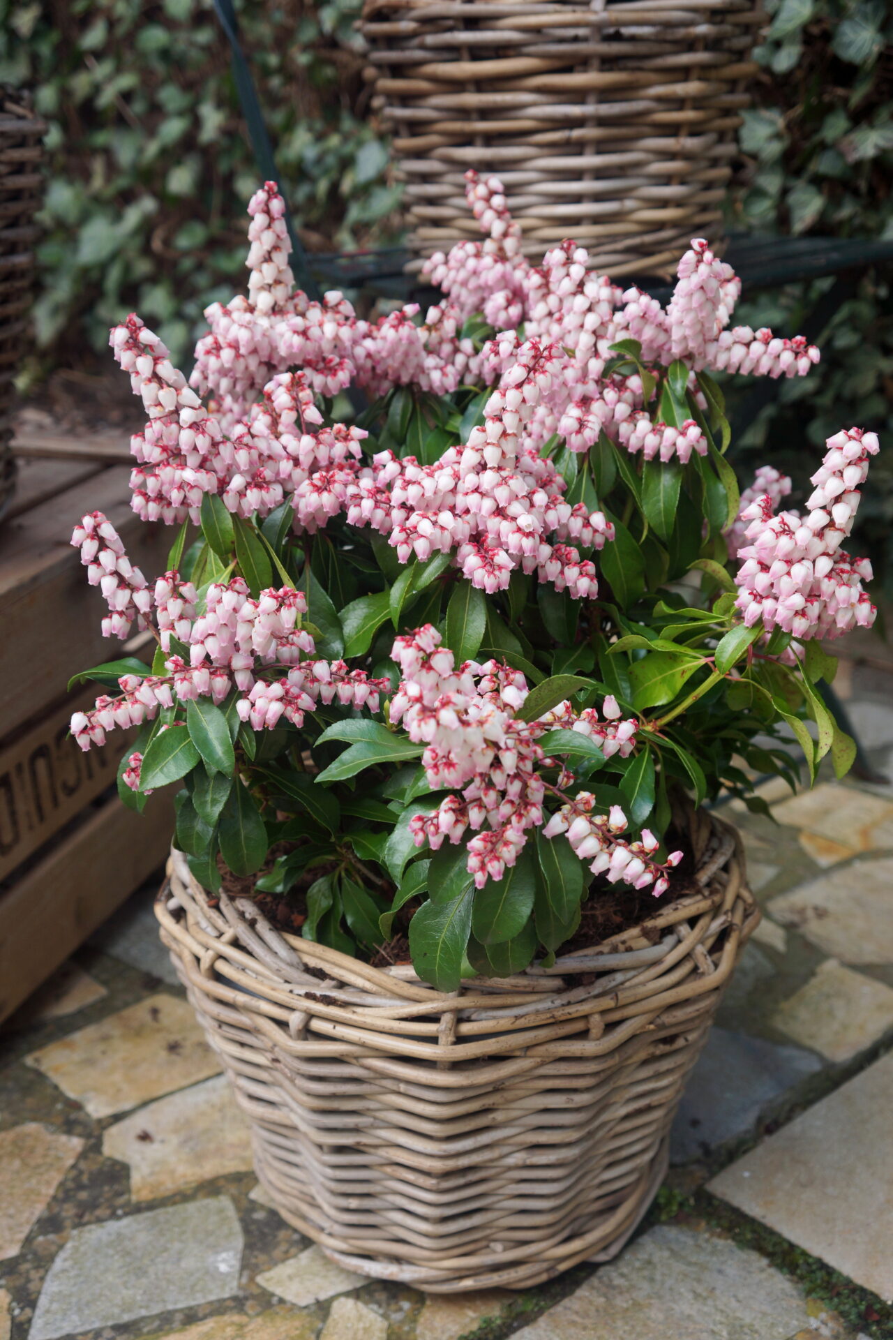 Pieris japonica 'Pink Passion' - Rotsheide Online Kopen - PlantBezorgd