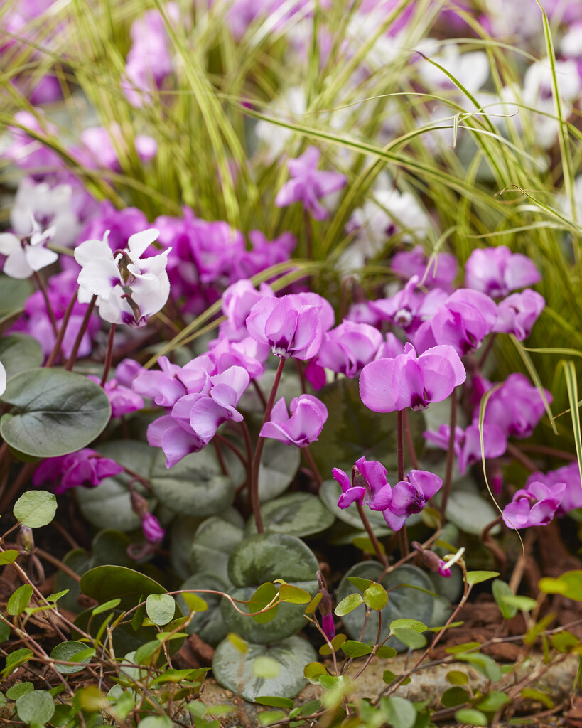 Cyclamen coum - Rundblättriges Alpenveilchen online kaufen - PlantBezorgd