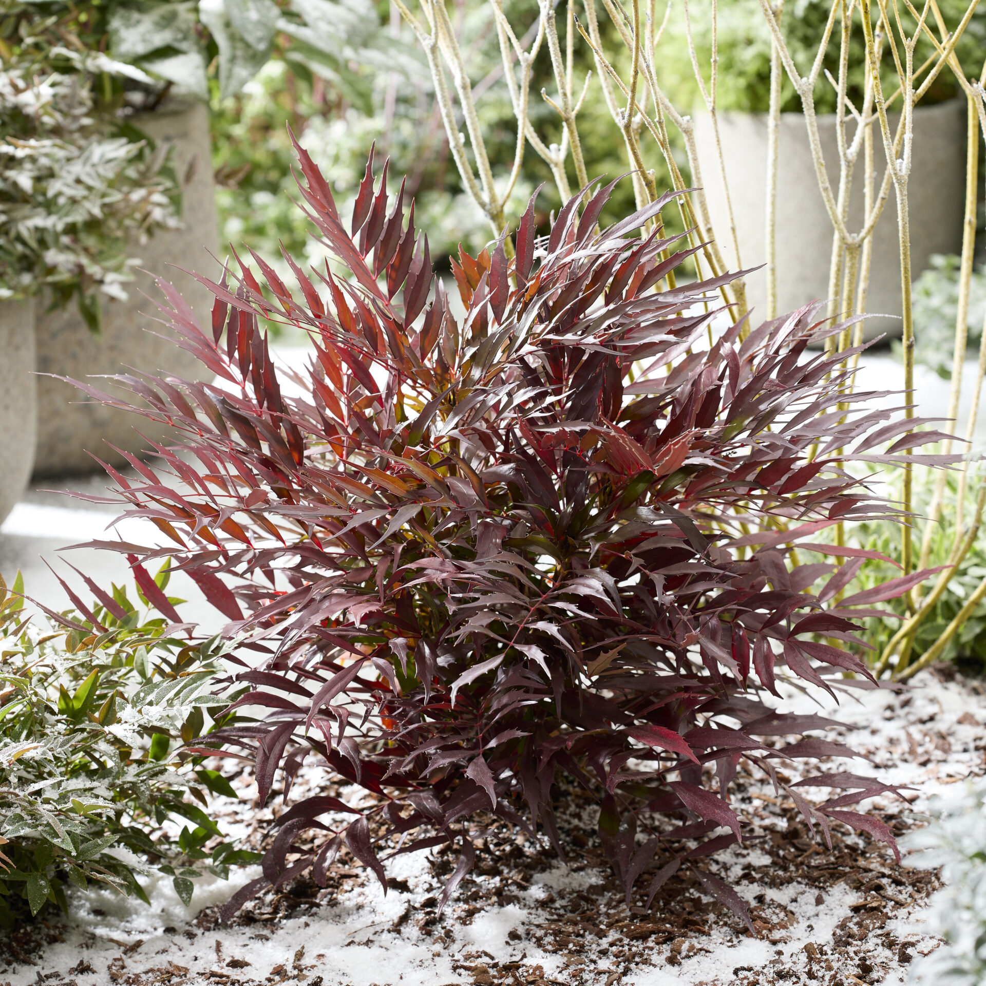 Mahonia 'Meteor’ - Chinese Mahoniestruik Online Kopen - PlantBezorgd