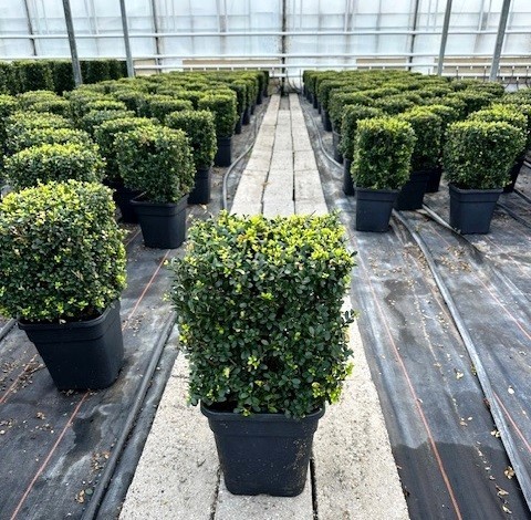 Ilex crenata Dark Green Dobbelsteen - Japanse Hulst Online Kopen ...
