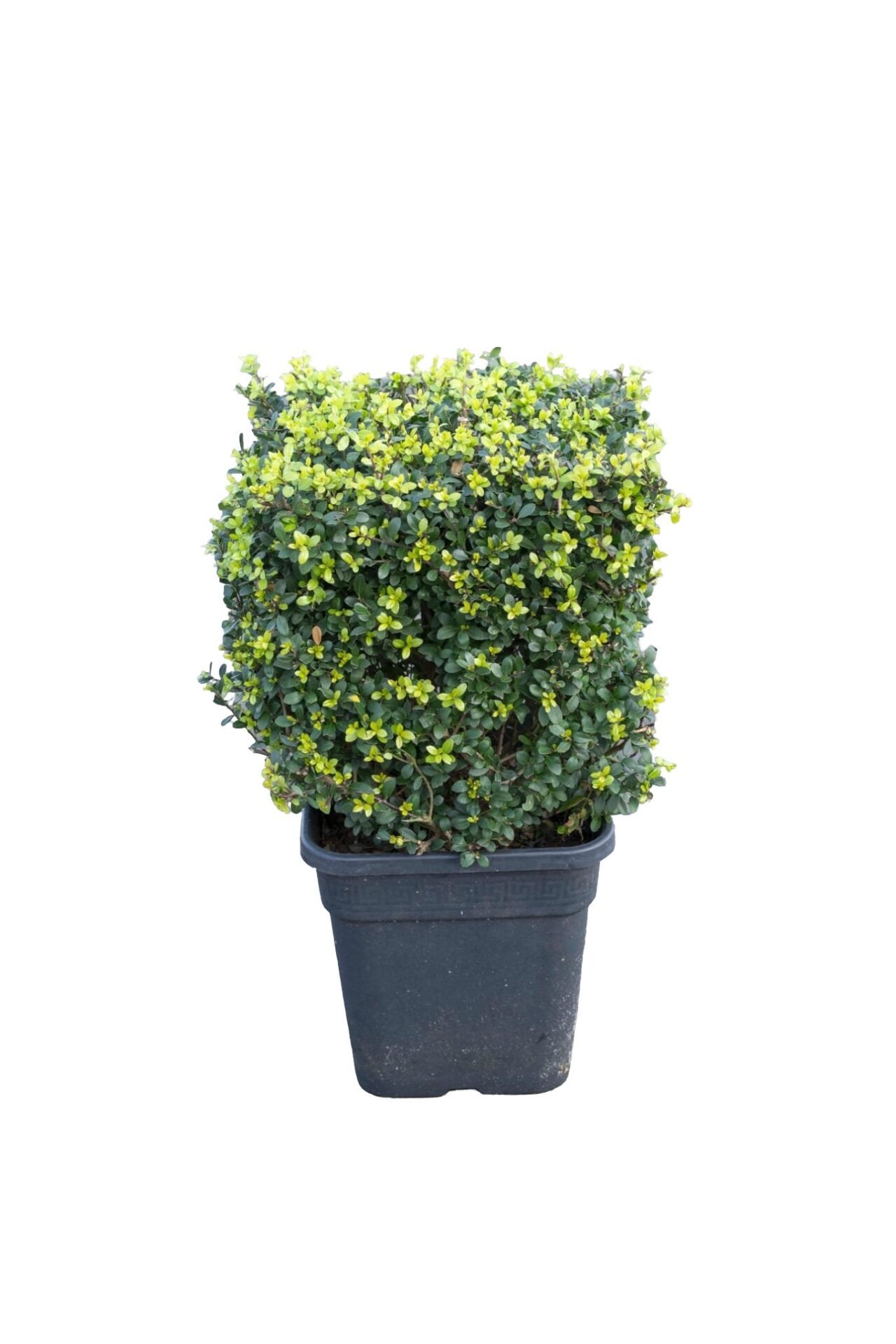 Ilex crenata Dark Green Dobbelsteen - Japanse Hulst Online Kopen ...